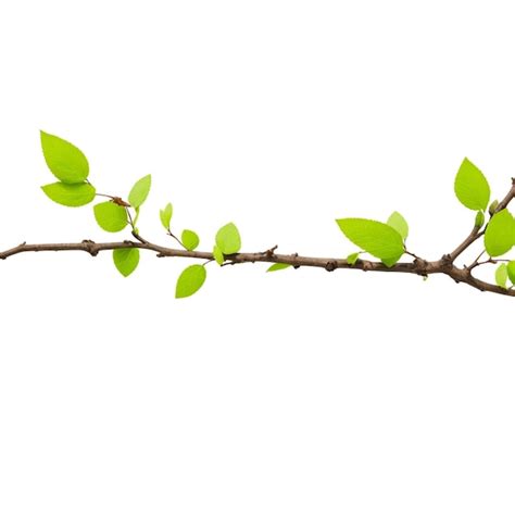 Premium Ai Image Tree Branch Isolated On White Background