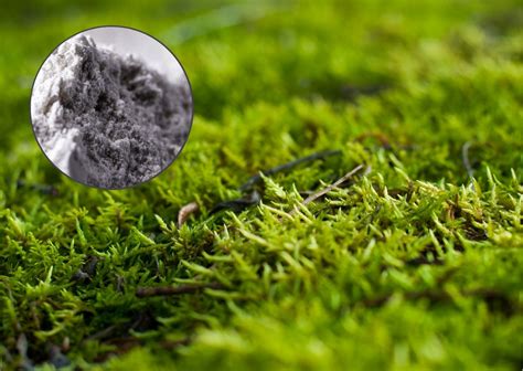 Jak pozbyć się mchu z trawnika Natutralnie Zielony Ogródek