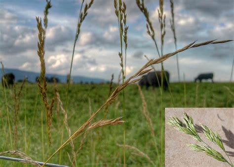 Fescue Toxicity
