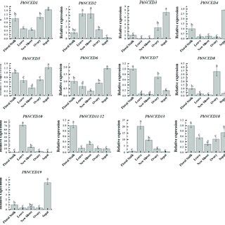 Relative Expression Level Of PbNCED Genes In Different Tissues