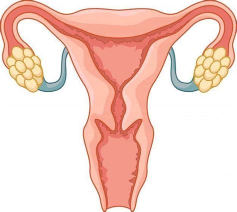 Esquema Del Aparato Reproductor Femenino