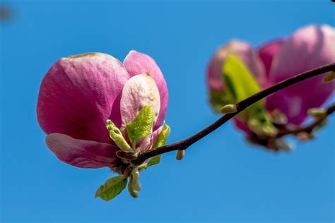 Magnolie Blume Feder Kostenloses Foto Auf Pixabay