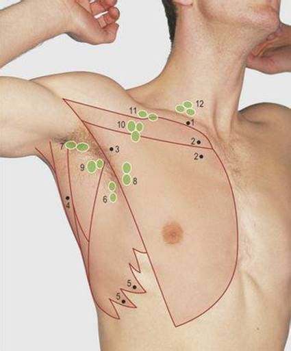 Surface Anatomy Of Ribs Jaypeedigital Ebook Reader Anatomy Thorax