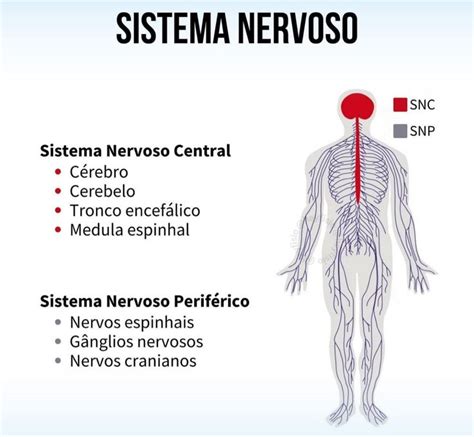 Anatomia Resumida Do Sistema Nervoso Mapa Mental Resumido Sistema