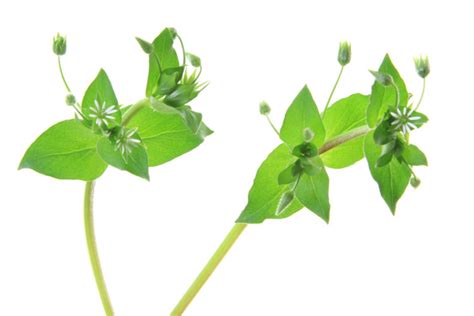 Wildkräuter Kräuter als heilende Hausmittel Heilpraxis
