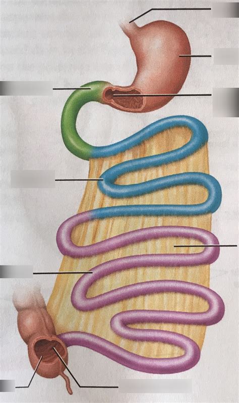 Small Intestine Spread Out To Show The Divisions Diagram Quizlet