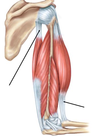 A P FINAL CH 10 MUSCULAR SYSTEM Flashcards Quizlet
