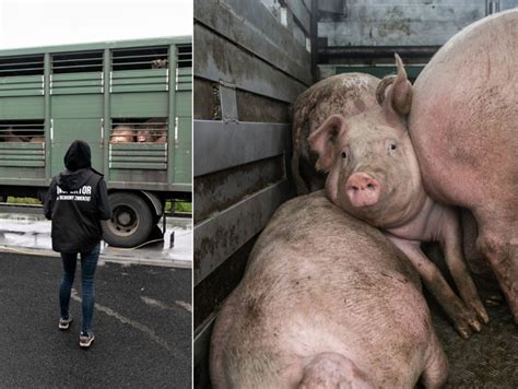 Przeładowany transport świń zatrzymany w Reńskiej Wsi Surowe