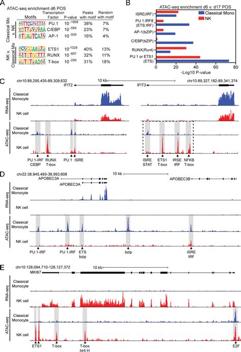 Cell Type Specific ATAC Seq And Gene Regulation A De Novo Motif