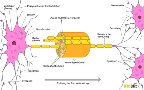 Nervenzelle Aufbau Und Funktion AbiBlick De