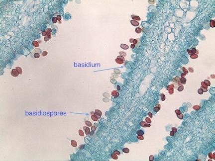 Exercise 6 Fungi Yeasts And Molds Flashcards Quizlet