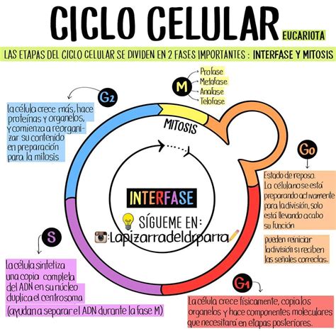 Explicacion De Las Fases Del Ciclo Celular Consejos Celulares