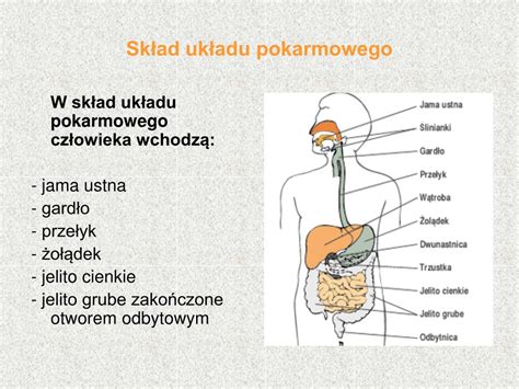 Ppt Przep Yw Pokarmu Przez Uk Ad Pokarmowy Budowa Funkcje Uk Adu