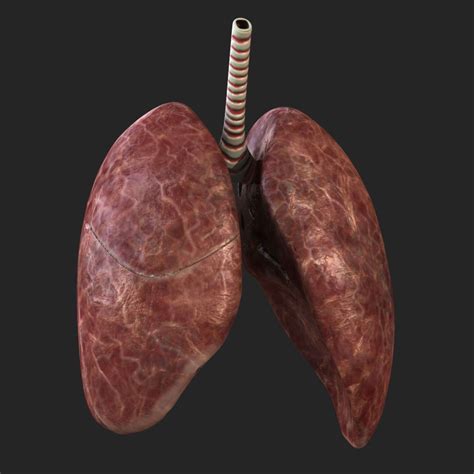 Human Lungs 3D Model By Dcbittorf