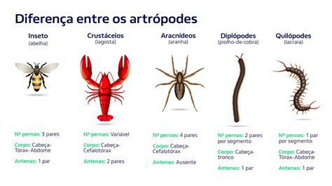 Os Diferentes Tipos De Insetos E Suas Intera Es O Ambiente