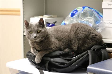 猫がビニール袋をなめる噛む理由と食べてしまった時の対処法は