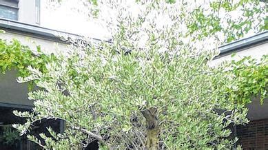 Ölbaum Zeichen des Friedens