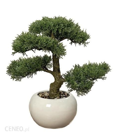 Drzewko Bonsai W Doniczce Iglaste Produkty Do Wyko Czenia Mieszkania
