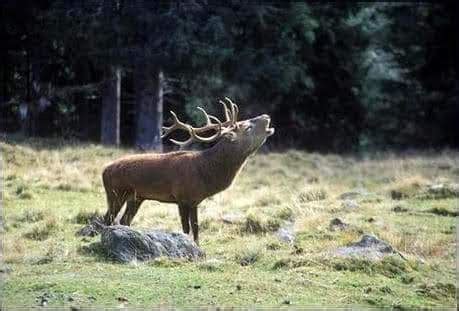 Camminando Tra I Bramiti Dei Cervi Il Re Dei Boschi Escursionismo It