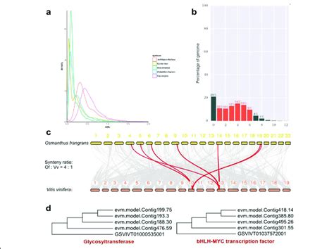 Evidences For Whole Genome Duplication Events In O Fragrans A 4DTV B