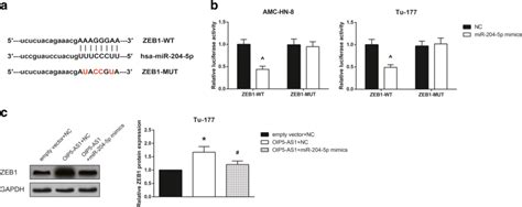 ZEB1 Is A Target Gene Of MiR 204 5p In LSCC A The Predicted Binding