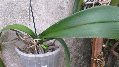 COMO PLANTAR ORQUÍDEAS PHALAENOPSIS NO VASO SEM SUBSTRATO YouTube