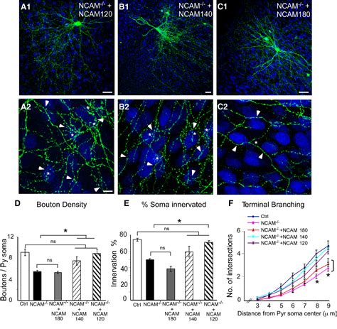 Figure 2 From Neural Cell Adhesion Molecule Mediated Fyn Activation