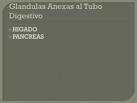 Gl Ndulas Anexas Del Tubo Digestivo Sara Cardoso Udocz