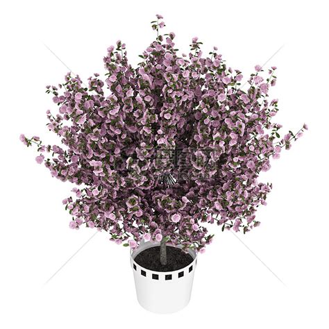 美丽的紫色家居植物叶子树叶花朵园艺灌木陶器植物学工作室装饰花盆高清图片下载 正版图片321401385 摄图网