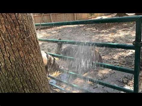 Just Some Emu Facts YouTube