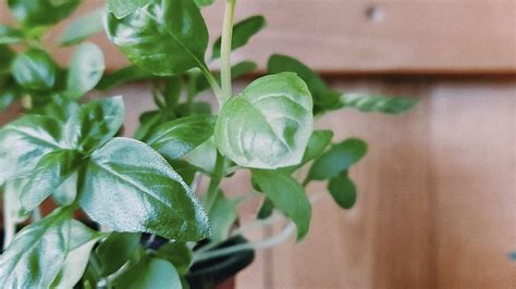 Feng Shui 5 Plantas Para Atraer El Dinero Y La Prosperidad Desde Tu