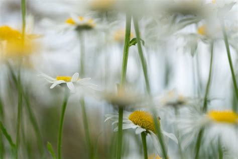windig Hausaufgaben Lichtfänger Roswitha Antoniak Flickr