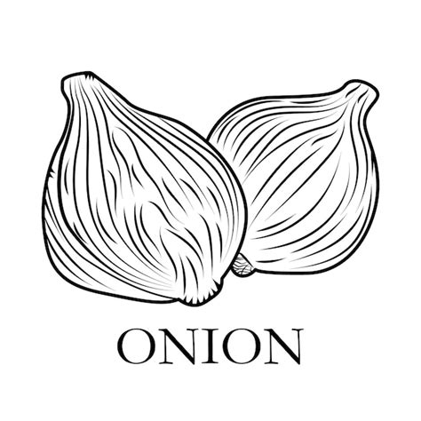 Premium Vector Onion Herb Engraved Drawing Vector Illustration