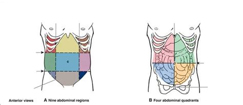 Abdominal Regions Quadrants Diagram Diagram Quizlet