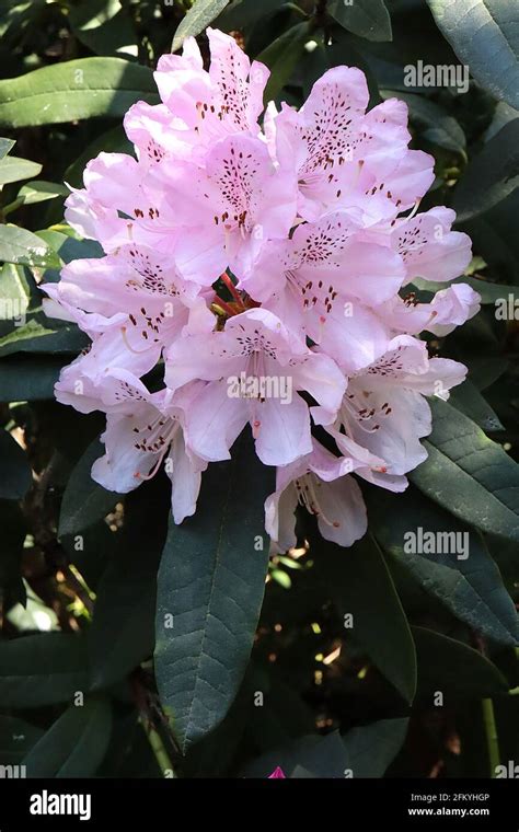 Rododendro morado y rosa fotografías e imágenes de alta resolución Alamy