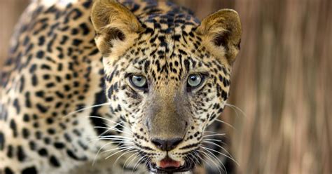 Top Animais Mais Perigosos Do Mundo
