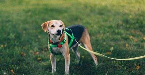 Consejos Para Que Tu Perro Camine Con La Correa Sin Tirar Mascotas