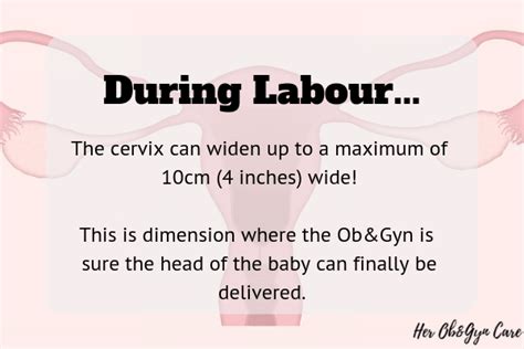 What Is The Cervix And Why Is It So Important Her Obandgyn Care