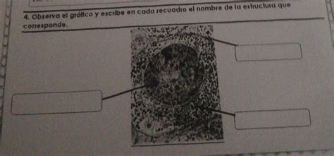 Observa El Gr Fico Y Escribe En Cada Recuadro El Nombre De La