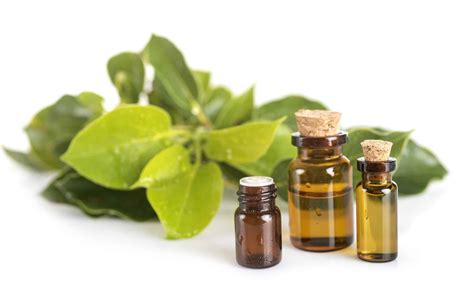 L huile essentielle de Ravintsara le remède naturel qui guérit tout