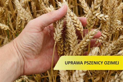 Uprawa pszenicy ozimej krok po kroku co warto wiedzieć Scandagra