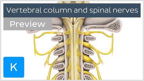 Human Vertebrae Anatomy With Nerves