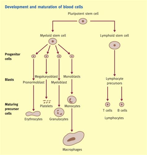 Physiology Of Red And White Blood Cells Anaesthesia Intensive Care