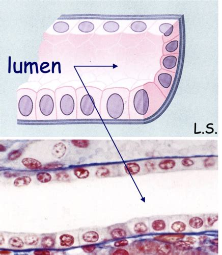 Nsf Histology Epithelial Tissues Flashcards Quizlet