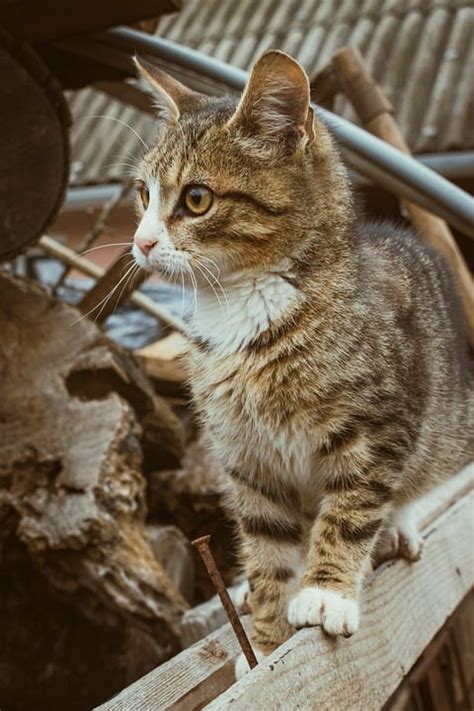 Katt Kattunge Kitty Gratis foto på Pixabay