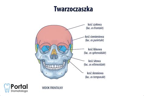 Twarzoczaszka Portal Stomatologa