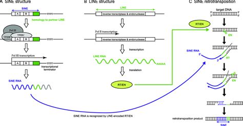 Short Interspersed Elements