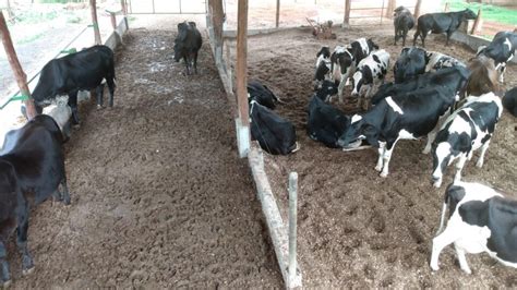 Pecuarista aumenta produção de leite sistema Compost Barn Uai Agro