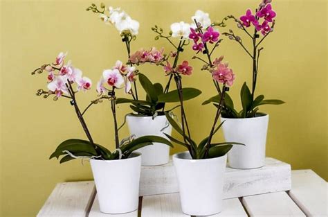 Cómo trasplantar las orquídeas Phalaenopsis orquídea polilla