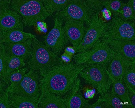 Cycle Cellulaire Et Division Cellulaire NHA Naturolistique